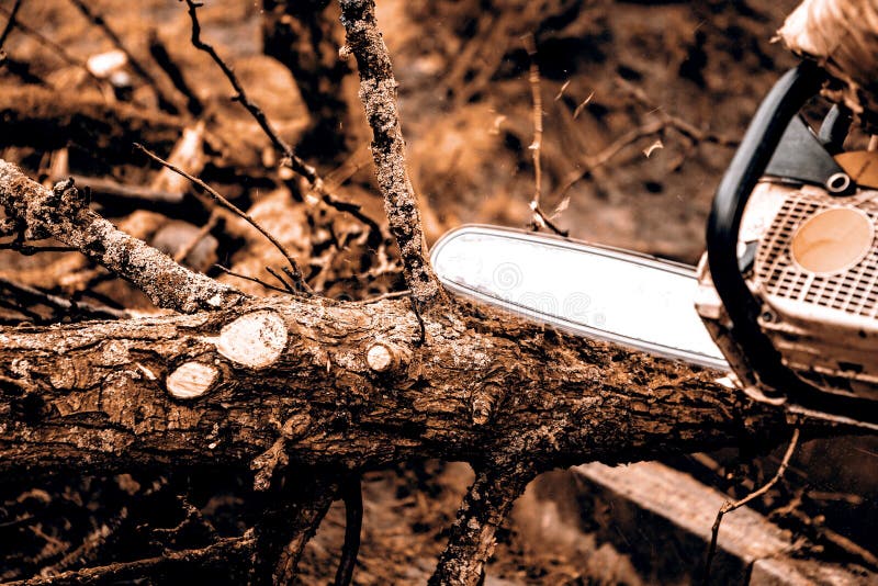 Man Sawing a Log in His Back Yard Stock Image - Image of cutter, forest ...