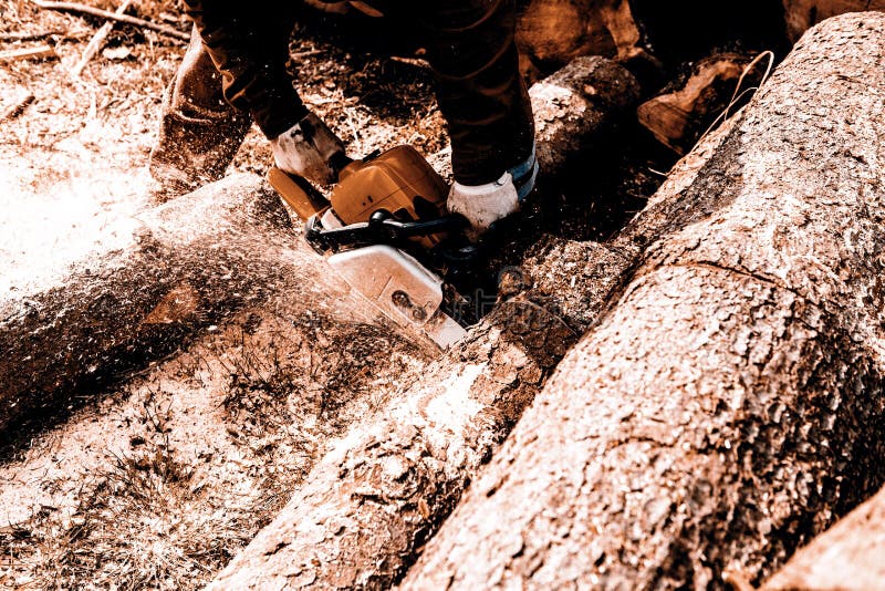 Man Sawing a Log in His Back Yard Stock Photo - Image of professional ...