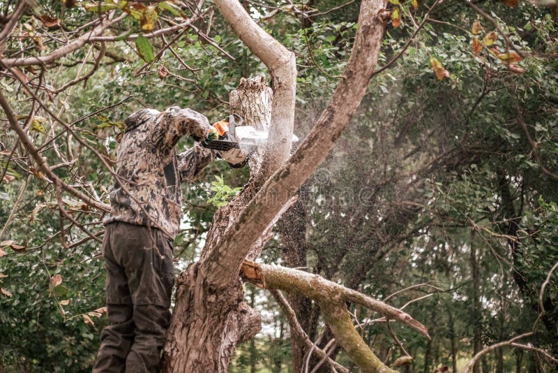 A Man is Sawing a Tree with a Chainsaw. Cutting Dry Branches, Pruning ...