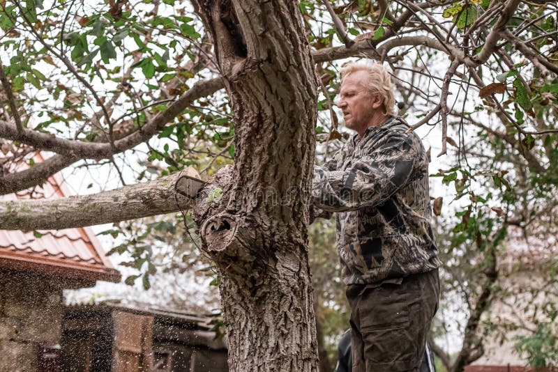 Man is Sawing a Tree with a Chainsaw. Cutting Dry Branches, Pruning ...