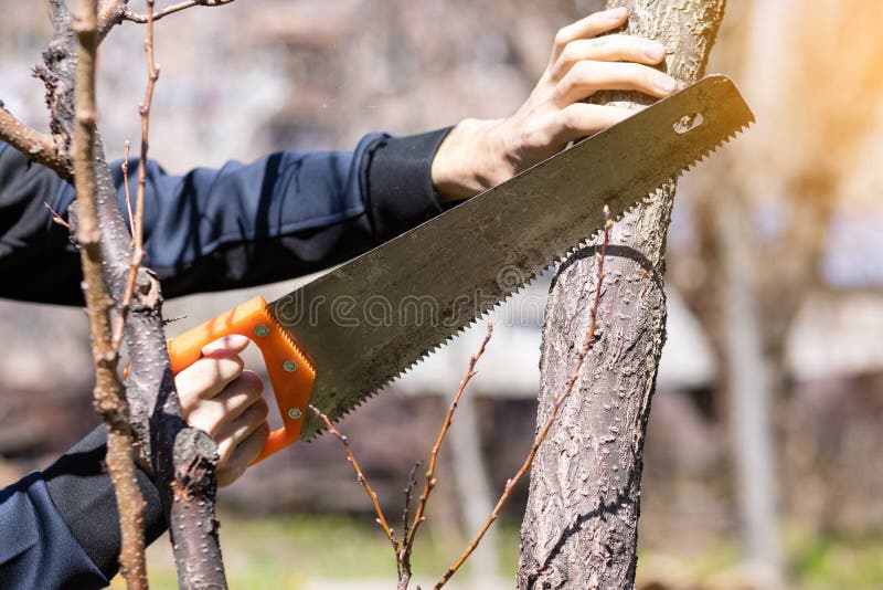 A Man Sawing a Tree in the Garden Stock Photo - Image of tree ...