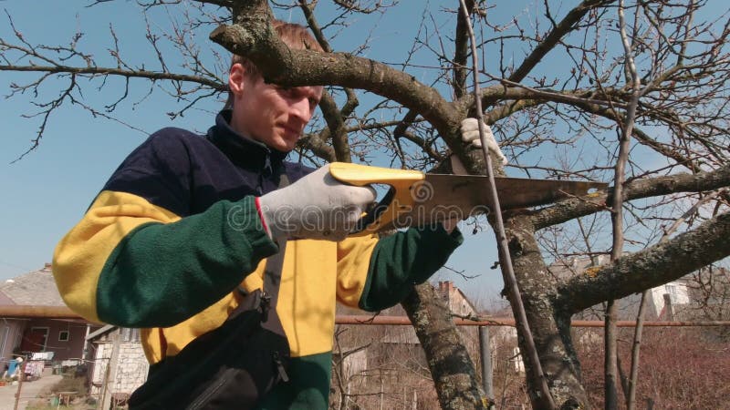 Man Sawing a Tree Slow Motion Stock Footage - Video of caucasian ...