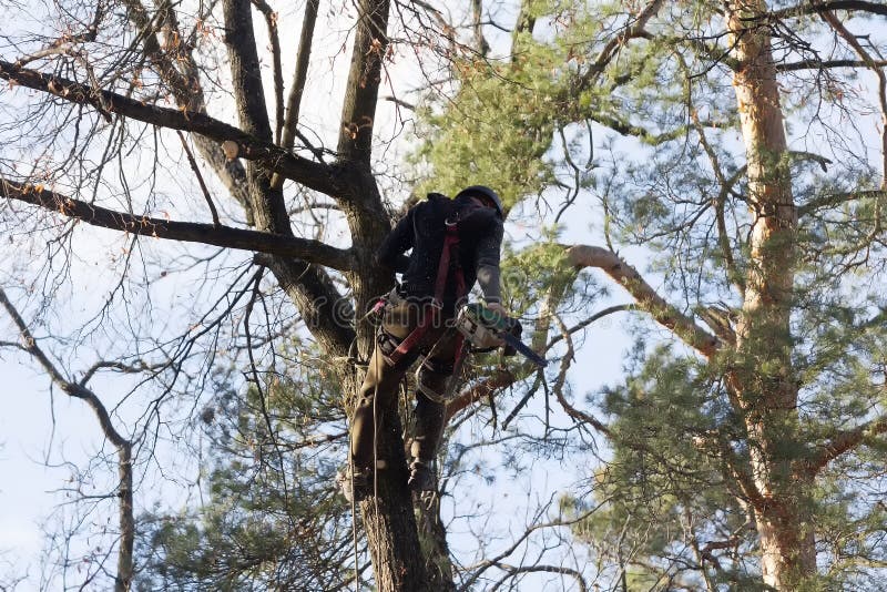A Man Saws Branches at a Height Climbing a Tree Stock Photo - Image of ...