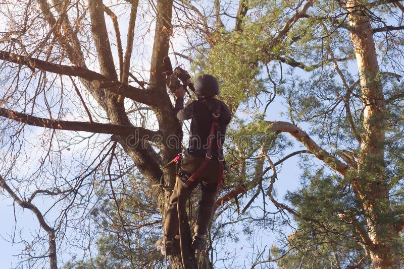 A Man Saws Branches at a Height Climbing a Tree Stock Image - Image of ...
