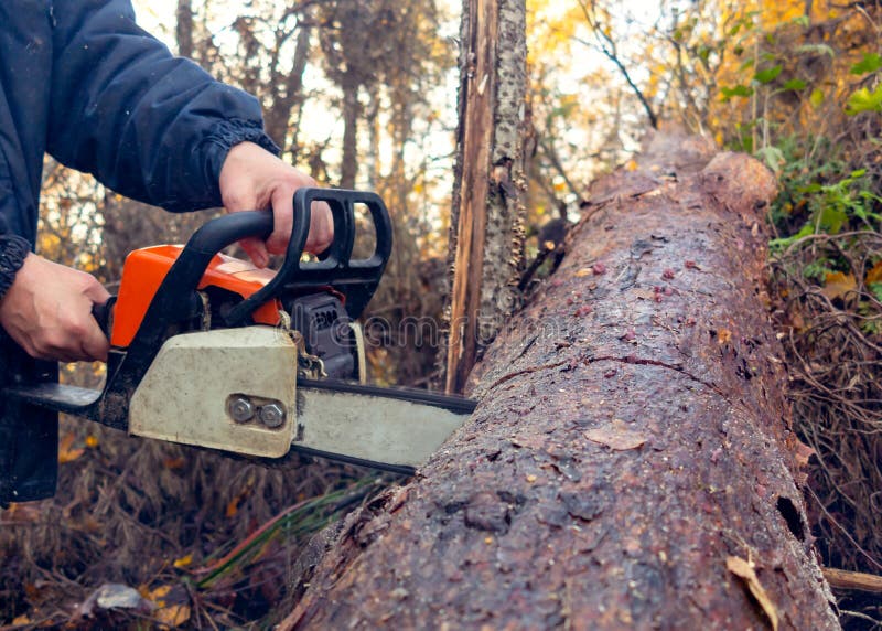 Man Saws a Chainsaw Thick Log in the Forest Stock Photo - Image of ...