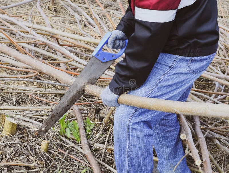Man Saws Sawing Tree Branch. Wood Sawing with a Hand Saw Stock Image ...