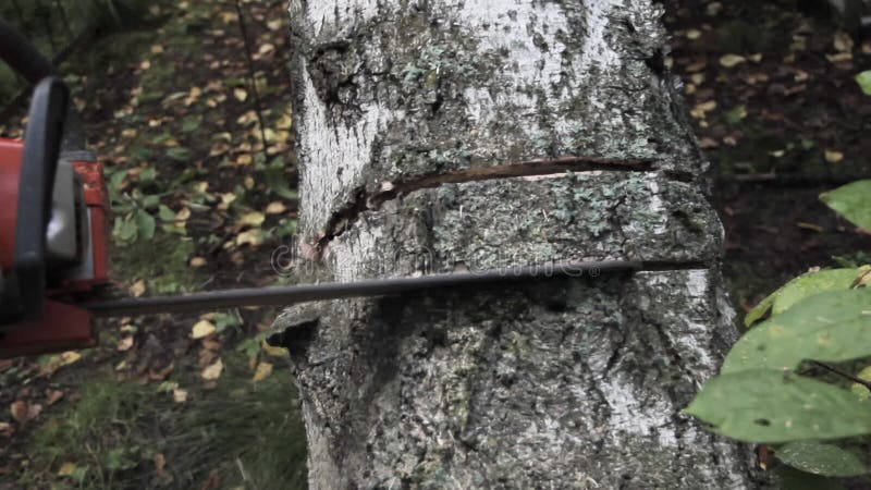 A Man Saws a Birch Log on a Special Stand with an Electric Saw ...