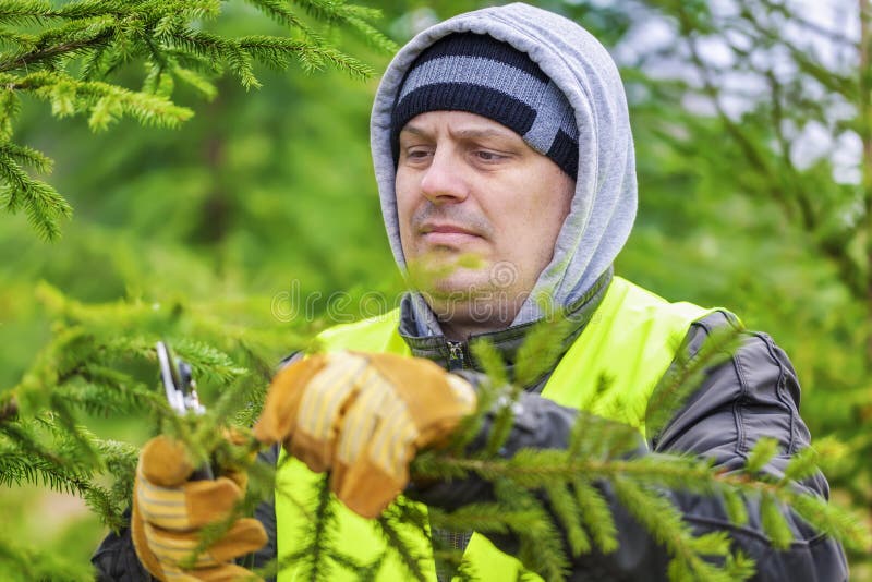 Man with Scissors Pruned Spruce Branches in Forest Stock Photo - Image ...