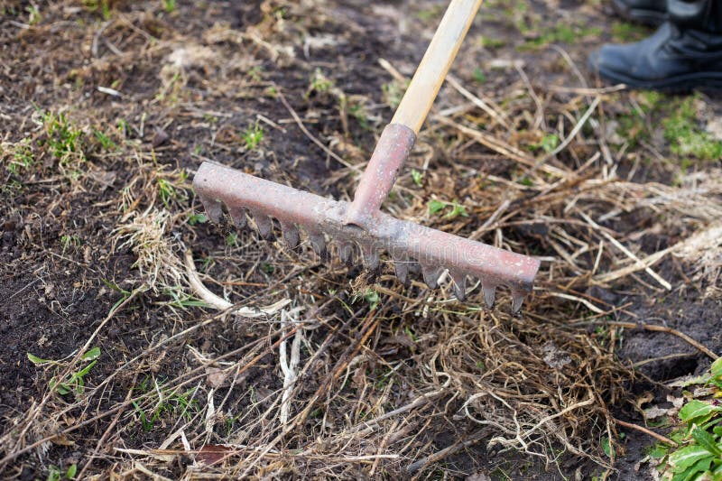 A Man Scrapes Dry Grass with an Old Rusty Rake Stock Photo - Image of ...