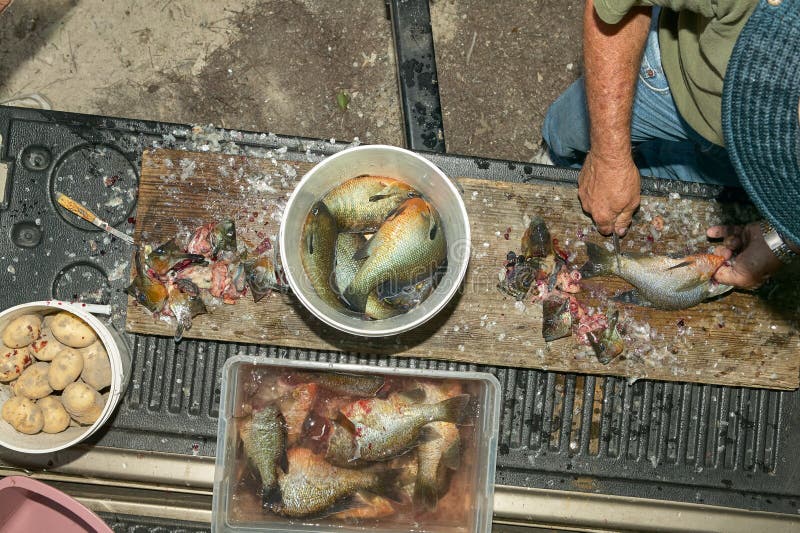 Man Scraping Fish and Putting into Bowl Stock Photo - Image of gore ...