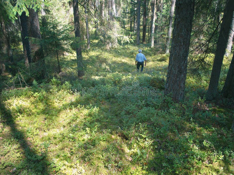 Man lost in forest editorial photography. Image of outdoor - 121618122