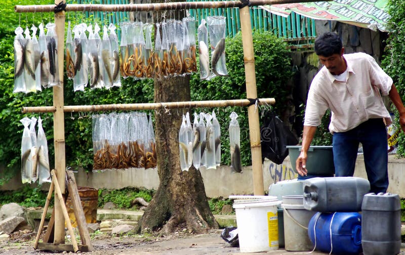 Man Selling Fish, Indonesia Editorial Stock Image - Image of indonesia ...
