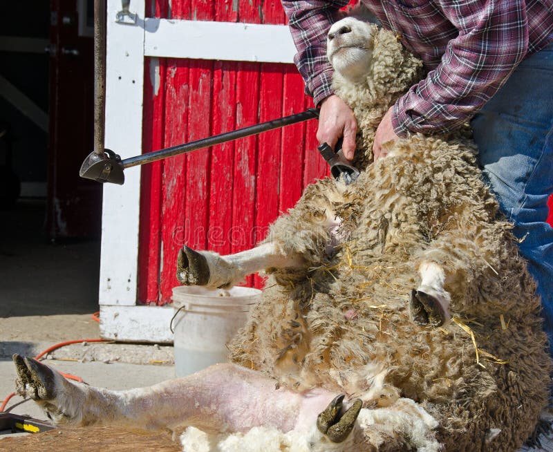 Man shearing a sheep stock photo. Image of vivid, bright - 39628312