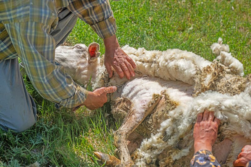 A man shearing sheep wool stock photo. Image of lamb - 347029400