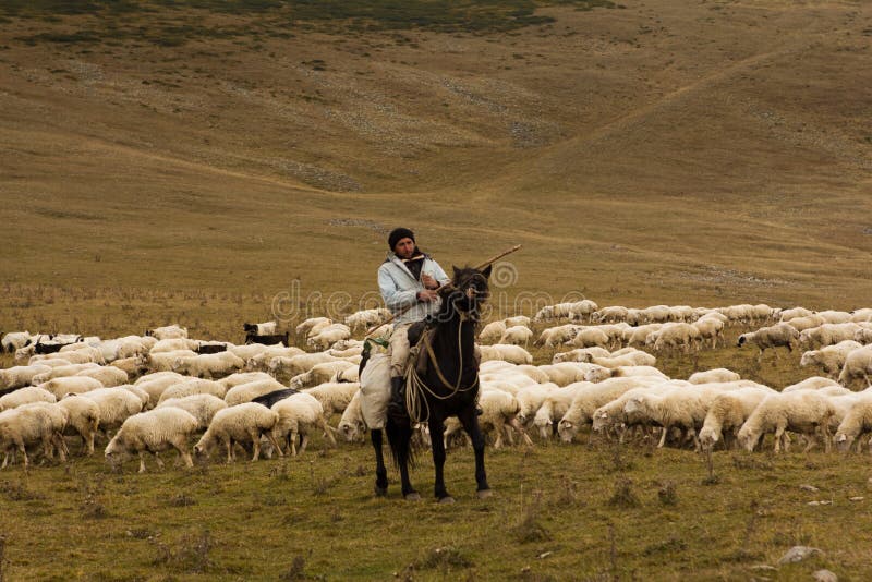 Man Shepherd on Horseback Tending a Herd of Ships Stock Image - Image ...