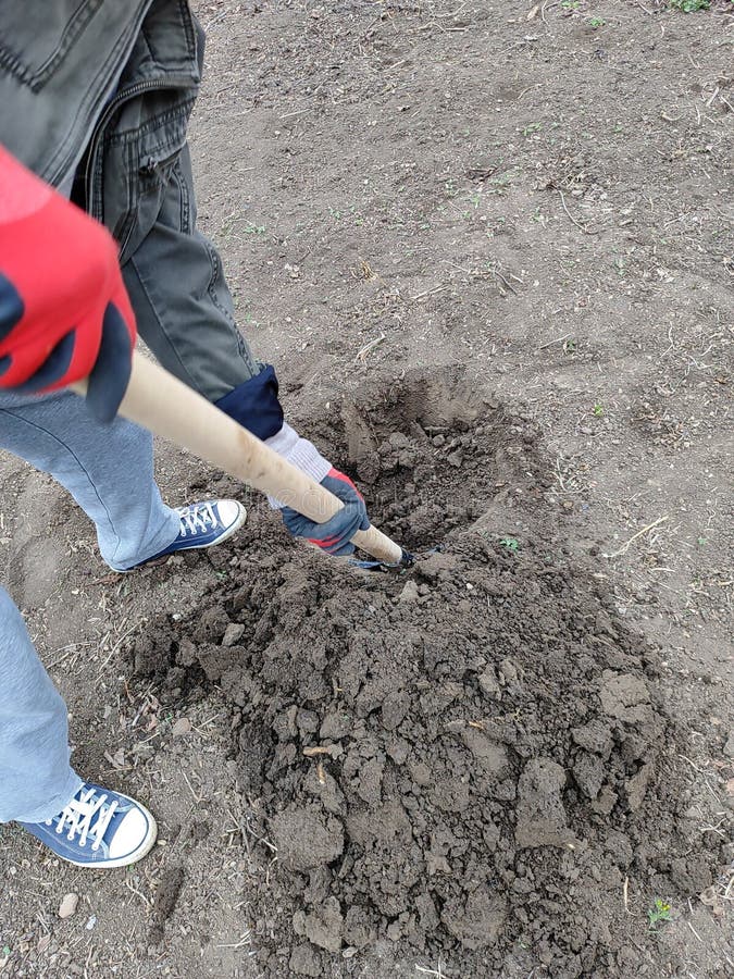 A Man with a Shovel in His Hands is Digging a Vegetable Garden Stock ...