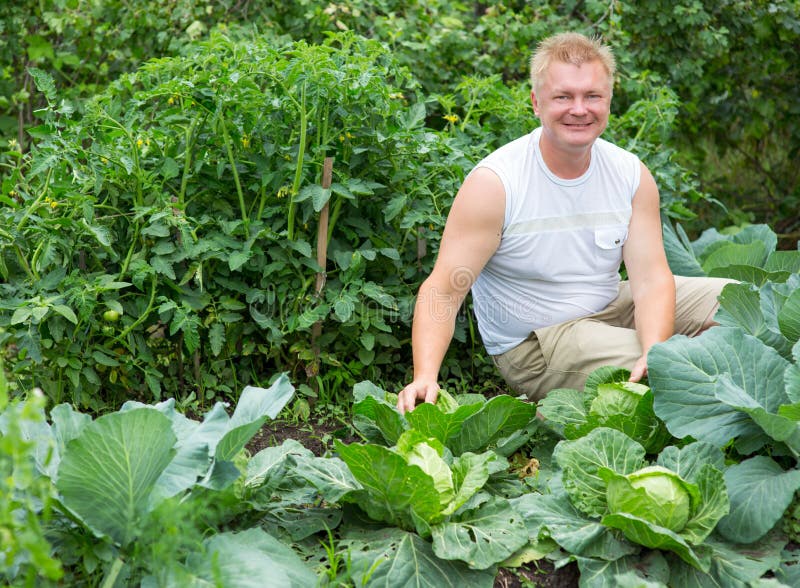 Man Shows Cabbage Harvest Stock Photos - Free & Royalty-Free Stock ...