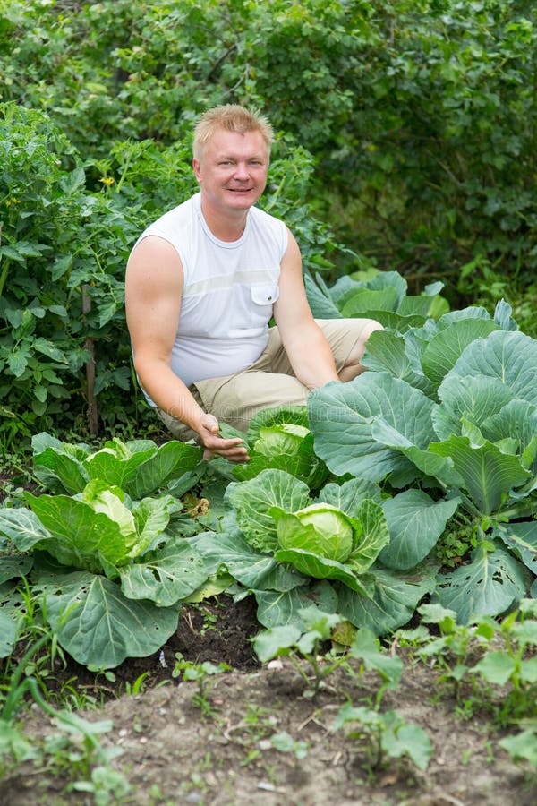 Man Shows Cabbage Harvest Stock Photos - Free & Royalty-Free Stock ...