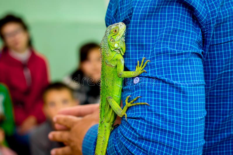 Man Shows Children Green Lizard. Lizard on Man`s Hand_ Stock Photo ...