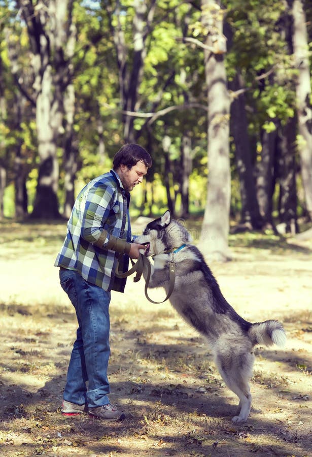 Man and the Siberian Husk stock photo. Image of grass - 60104338