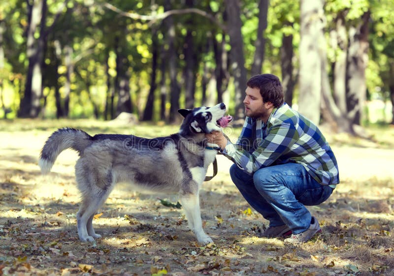 Man and the Siberian Husk stock photo. Image of husk - 60105086