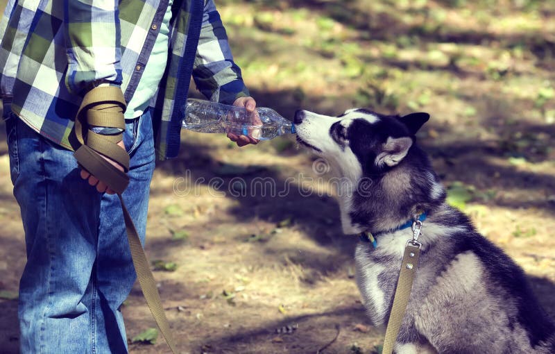 Man and the Siberian Husk stock image. Image of lead - 60105079