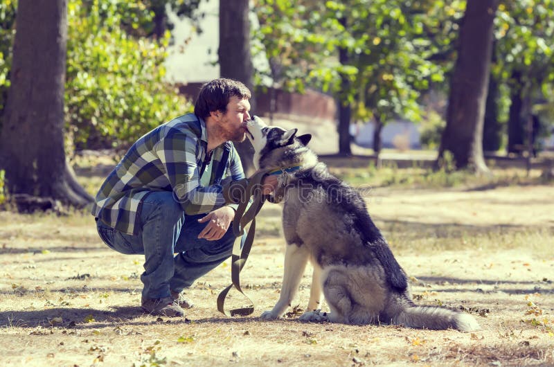 Man and the Siberian Husk stock photo. Image of husk - 60105086