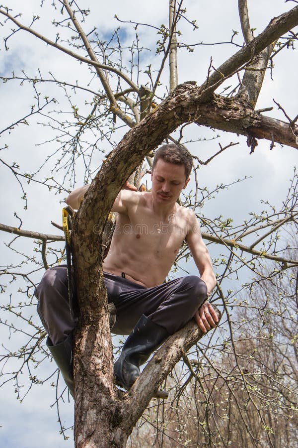 A Man Sits on a Tree and Sawing the Branch Stock Photo - Image of ...