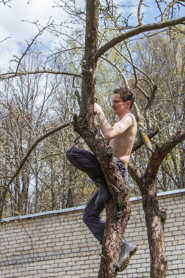 A Man Sits on a Tree and Sawing the Branch Stock Photo - Image of ...