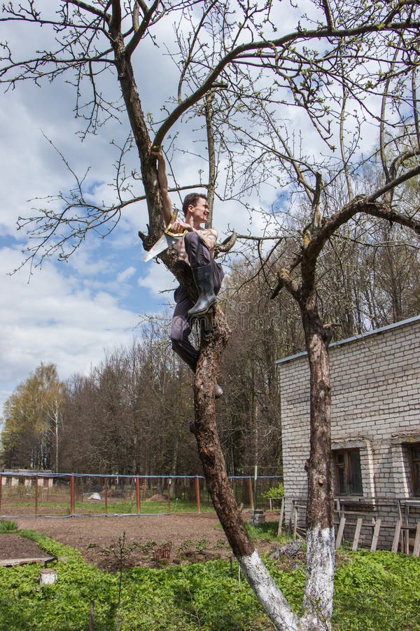A Man Sits on a Tree and Sawing the Branch Stock Photo - Image of power ...