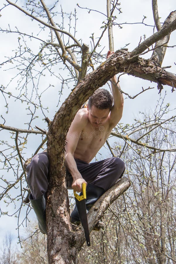 A Man Sits on a Tree and Sawing the Branch Stock Photo - Image of ...