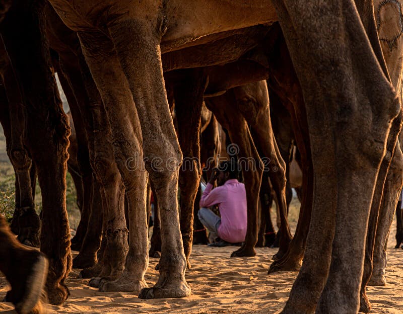 Legs of Camel at Pushkar Camel Festival Editorial Photography - Image ...