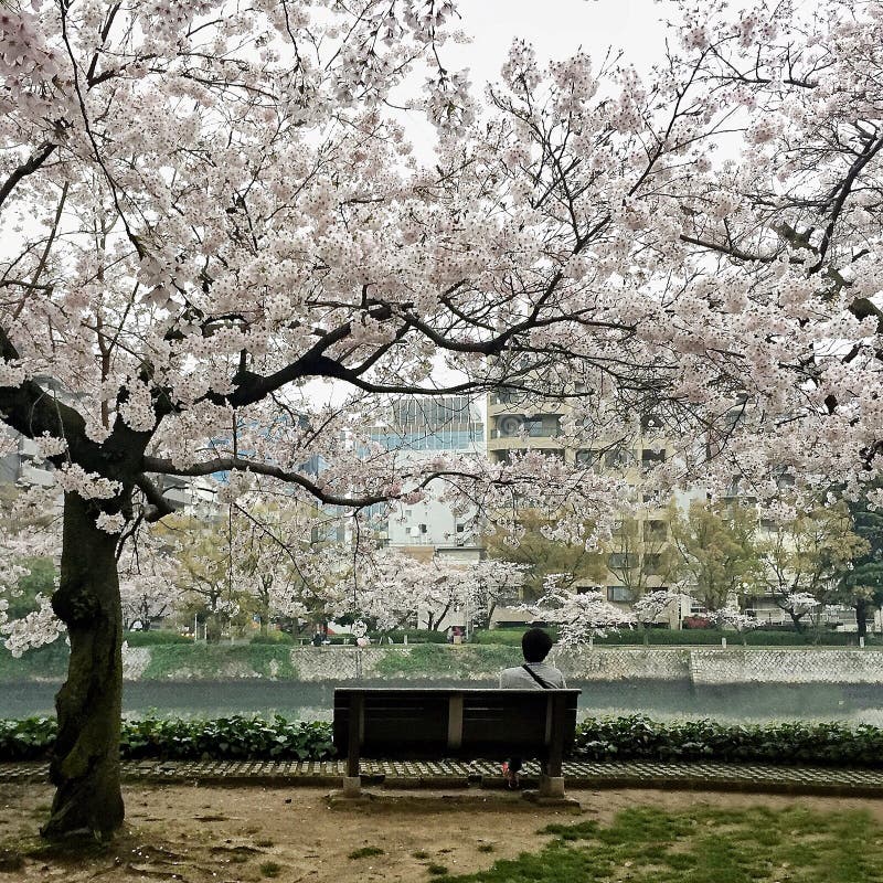 Sakura in Hiroshima japan editorial stock image. Image of thoughts ...