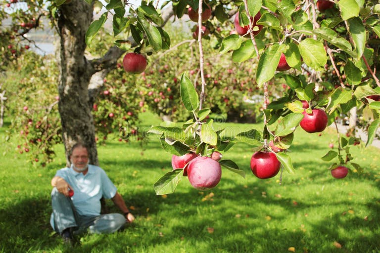 Man Sitting Under Apple Tree Stock Image - Image of setting, rest: 3297191