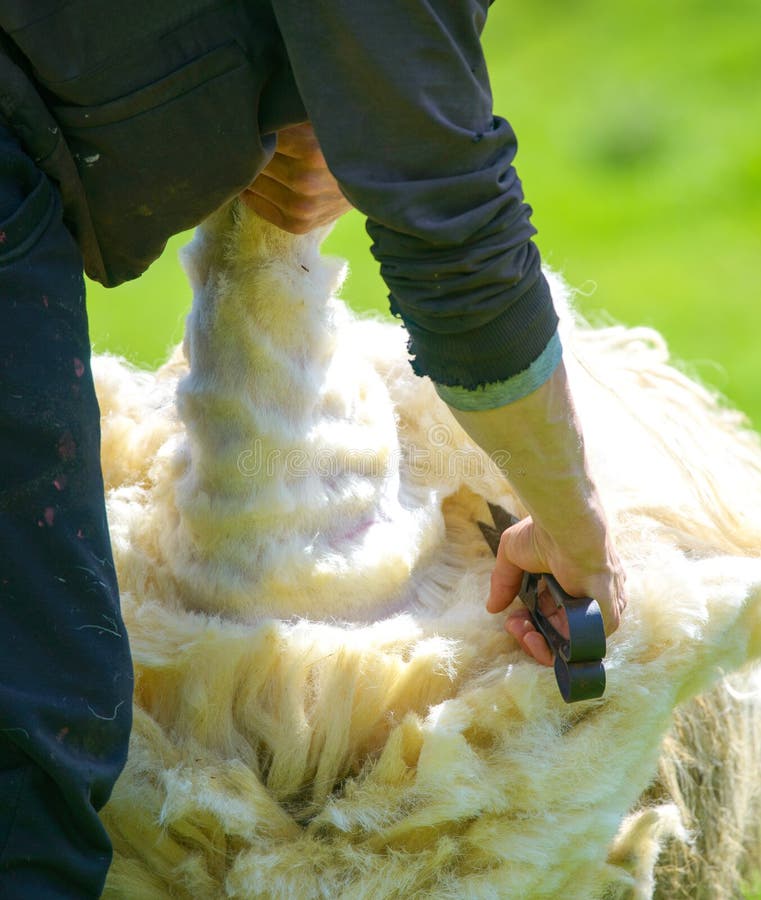 Man Skillfully Shears Wool from a Sheep Stock Photo - Image of shears ...
