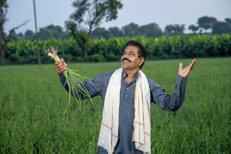 166 Onion Farming India Stock Photos - Free & Royalty-Free Stock Photos ...
