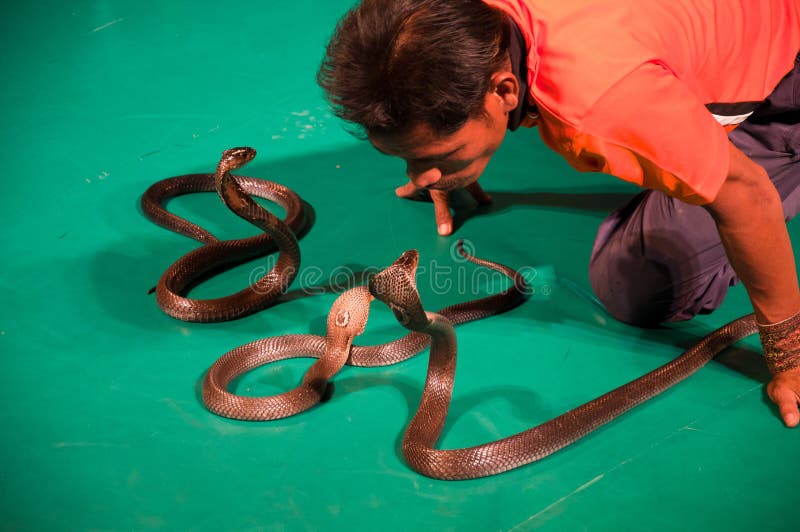 Between Man and Snake Performances Editorial Stock Photo - Image of ...