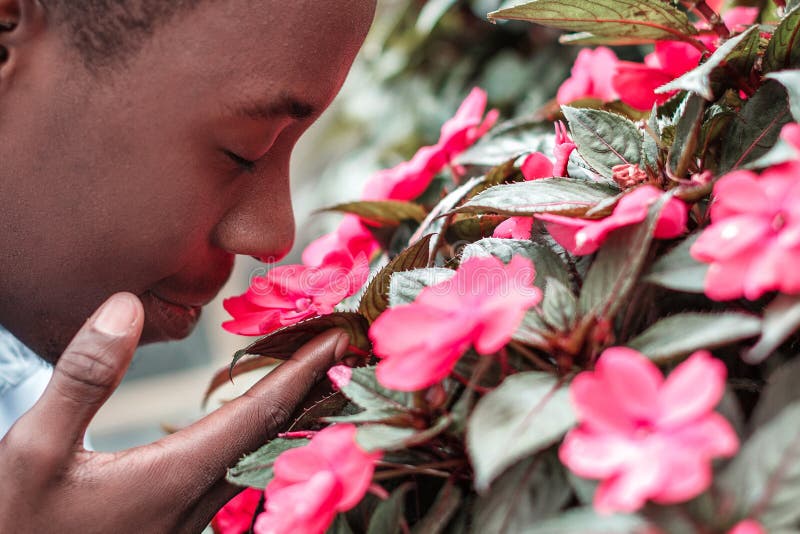 Man sniffing the flowers stock photo. Image of hand, businessman - 78306238