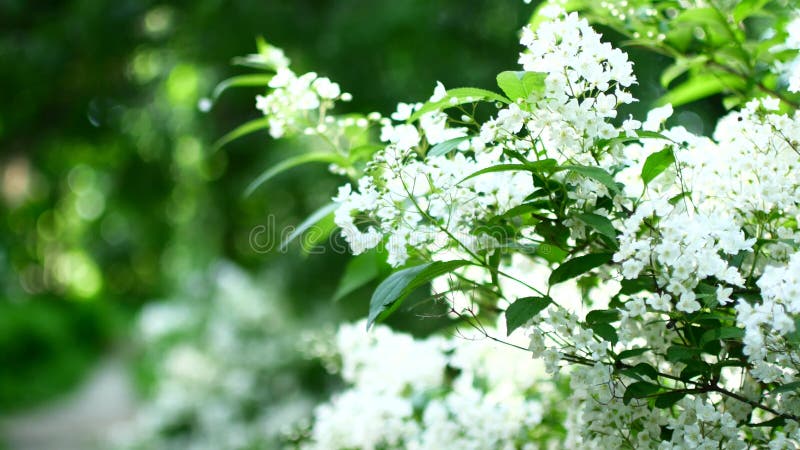 Man Sniffing Flowers on a Tree Stock Video - Video of bloom, concept ...