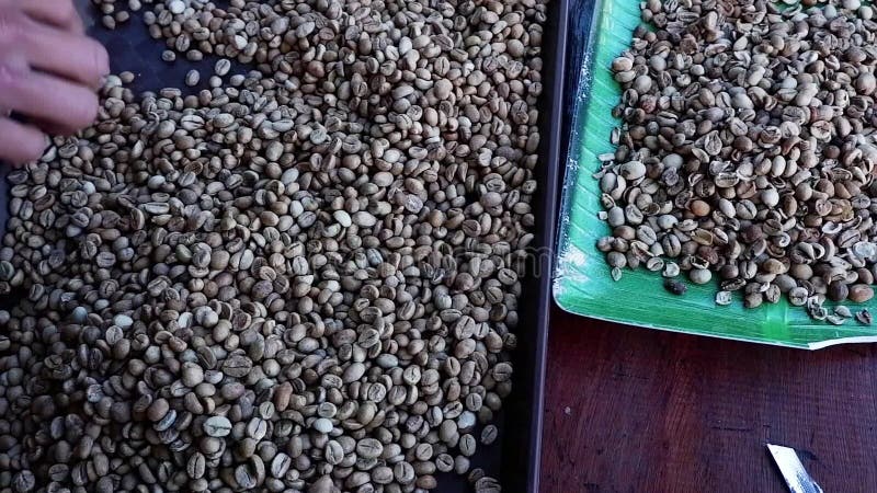 Man is Sorting Coffee Beans. Stock Video - Video of real, farm: 169713035