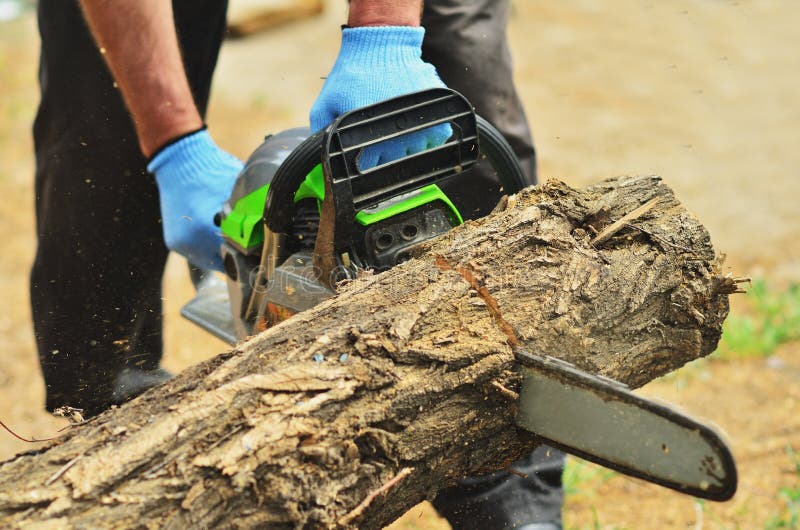 In the Frame Man Spills a Log Chainsaw Stock Photo - Image of forest ...