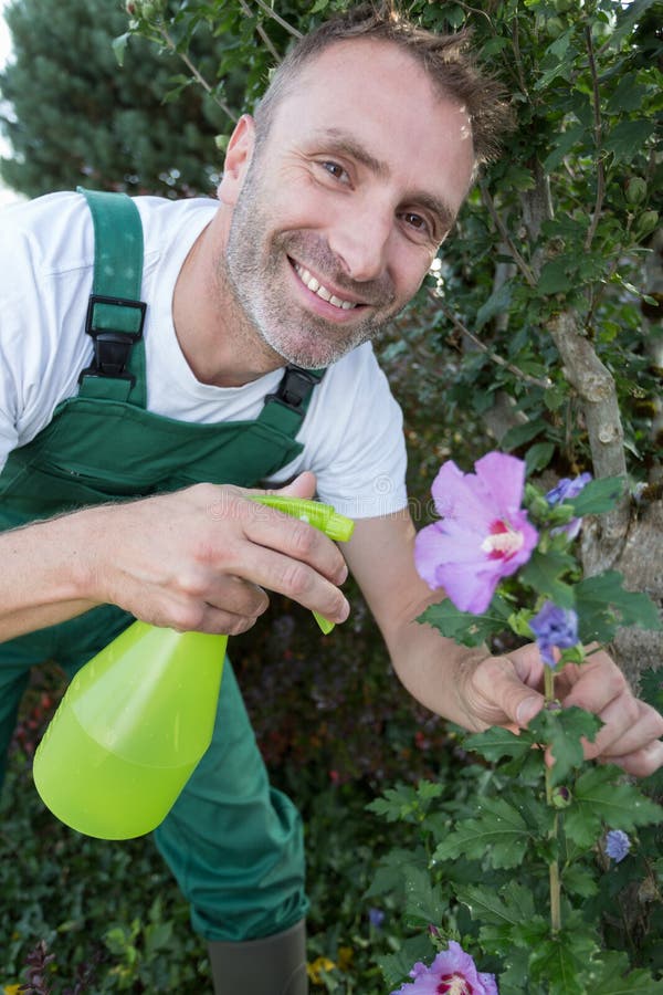Man Spraying Flowers Outdoors Stock Image - Image of flowers ...