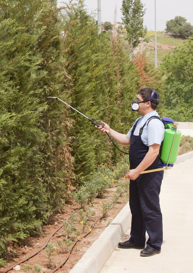 Man Spraying Insects- Pest Control Stock Image - Image of freshness ...