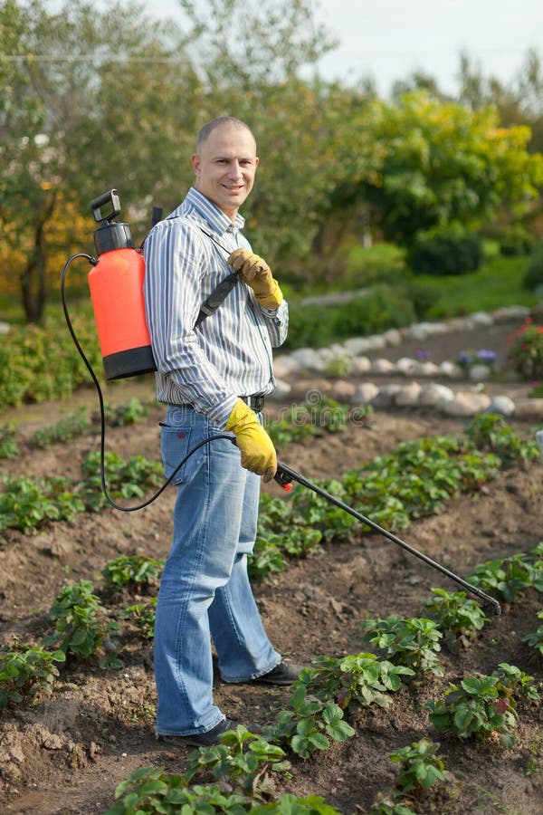 Man Spraying Strawberry Plant Stock Image - Image of field, care: 27687233