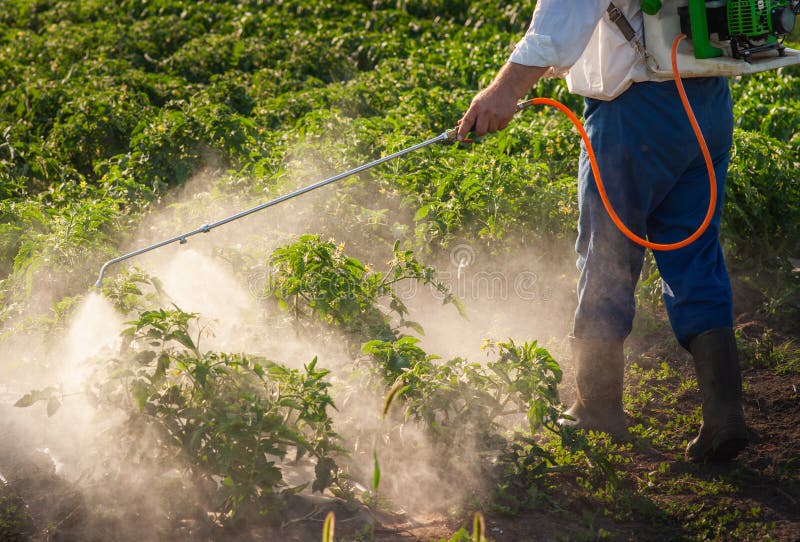 Man Spraying Tomato in the Garden Stock Photo - Image of green ...