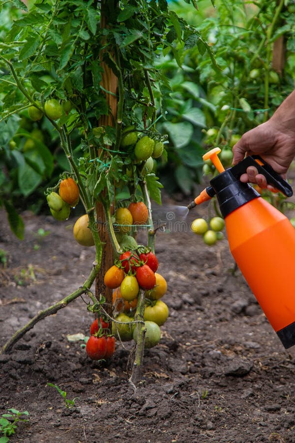 A Man Sprays Tomatoes in the Garden. Selective Focus Stock Image ...