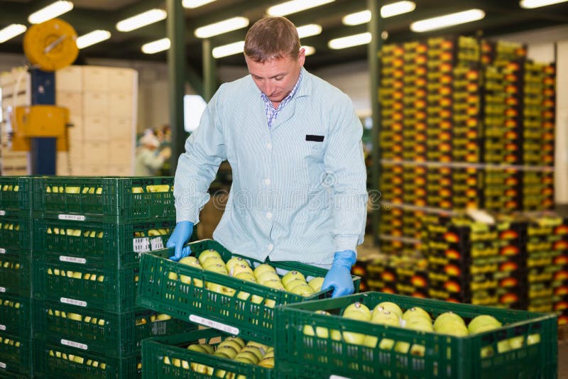 Man Stacking Boxes with Selected Apples Stock Photo - Image of business ...