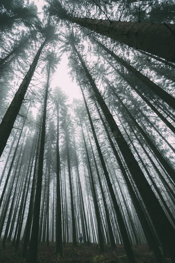 Man Standing Amid Tall Trees in Forest Stock Image - Image of standing ...