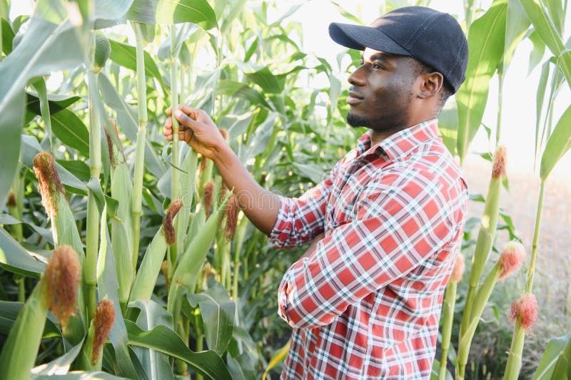 A Man Standing in a Field of Corn, on an Organic Farm. Stock Photo ...
