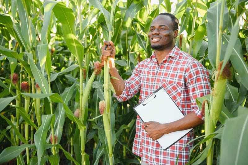 A Man Standing in a Field of Corn, on an Organic Farm. Stock Photo ...